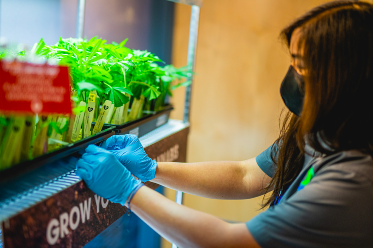 Everything You Need to Know About Growing Cannabis Clones