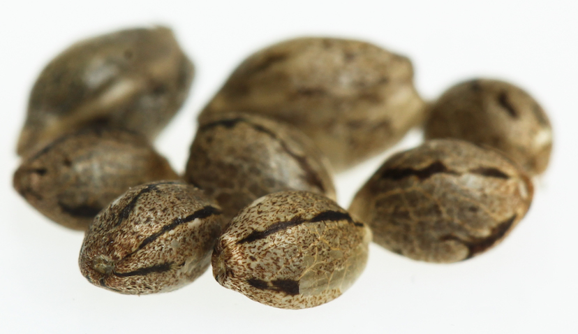 12 Tips for Sprouting Cannabis Seeds - KindPeoples